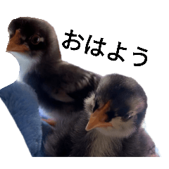 pokke pring – LINE stickers | LINE STORE