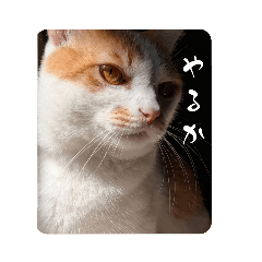 fuzu_20250209213334 – LINE stickers | LINE STORE