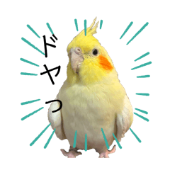 saki_20250216000013 – LINE stickers | LINE STORE