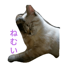 Suwai_20250219195812 – LINE貼圖 | LINE STORE