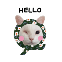 Moka & Java: Say hi! – LINE貼圖 | LINE STORE