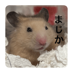 エルメスの日常 Line スタンプ Line Store