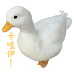 Call Ducks – สติกเกอร์ LINE | LINE STORE