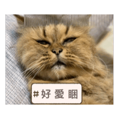 Cute as me_20250226201017 - LINE スタンプ | LINE STORE