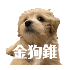 Maggie_20250227164820 – LINE stickers | LINE STORE
