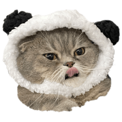 Shadow meow meow. – LINE stickers | LINE STORE