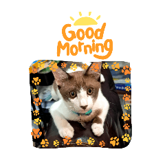 Pom Pom cat – LINE stickers | LINE STORE