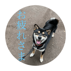 KAI_20250301150115 – LINE stickers | LINE STORE