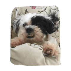 dog gig - LINE スタンプ | LINE STORE