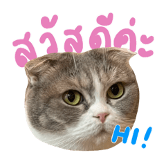 Goofy Cat House (V.3) – LINE stickers | LINE STORE