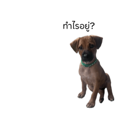 Jood say hi – LINE stickers | LINE STORE