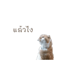 Taphone_20250319212224 - Stiker LINE | LINE STORE