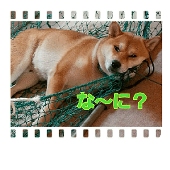 SABU (1) – LINE stickers | LINE STORE