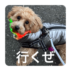 maruchi_20250324104123 – LINE stickers | LINE STORE