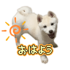 sabu_20250327145139 – LINE stickers | LINE STORE