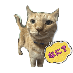 sarabo_20250327205548 – LINE stickers | LINE STORE