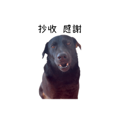 syyyy_20250328212136 - Stiker LINE | LINE STORE