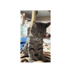 nart_20250401212925 – LINE stickers | LINE STORE