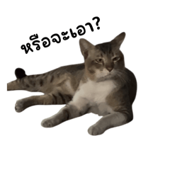 WINNEY_20250405184414 – LINE stickers | LINE STORE