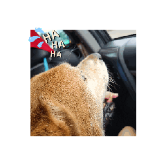 Didi_one_20250409162035 – LINE stickers | LINE STORE