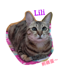 Lili Cat – LINE stickers | LINE STORE