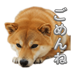 shiki_20250411202830 – LINE stickers | LINE STORE