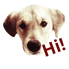 Momo dog stickers - Stiker LINE | LINE STORE