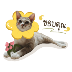 Simon meow - LINE スタンプ | LINE STORE