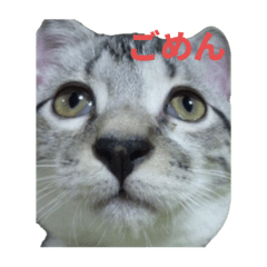 real cat （photo） - LINE スタンプ | LINE STORE