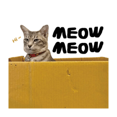 Meow meow can talk – LINE stickers | LINE STORE
