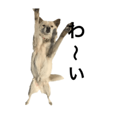 えいつわんこ - LINE スタンプ | LINE STORE