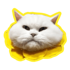 tee home mee maew 4 tua – LINE stickers | LINE STORE