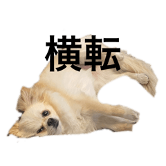 pipipi_20250510223930 – LINE貼圖 | LINE STORE