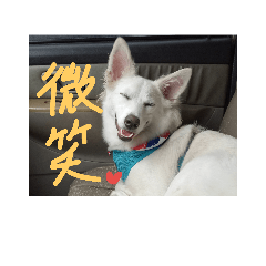 Chou Chou 2 - Stiker LINE | LINE STORE