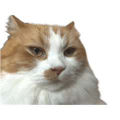 BIG MO – LINE stickers | LINE STORE