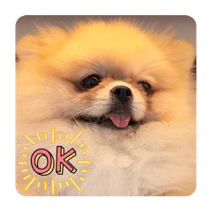 Pom Pom Crazy – LINE stickers | LINE STORE