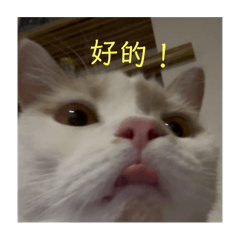 奶球先生2 – LINE貼圖 | LINE STORE