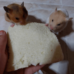 Jesse and Walter hamster - LINE スタンプ | LINE STORE