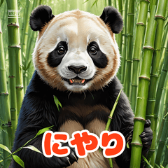 Panda Full-Throttle Stickers - Stiker LINE | LINE STORE