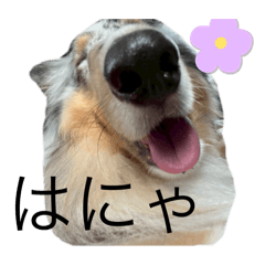 shii_20250521202402 – สติกเกอร์ LINE | LINE STORE