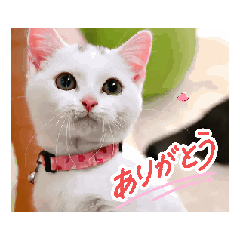 Stickers of cute moving cats! – สติกเกอร์ LINE | LINE STORE