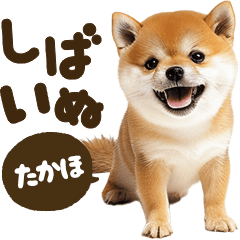 Shibainu mix [Takaho] – LINE stickers | LINE STORE
