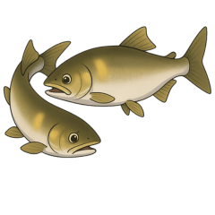 Ayu Fishing Master: Season 2 - LINE スタンプ | LINE STORE