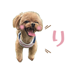 shiba_20250527195635 – LINE stickers | LINE STORE