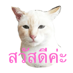 catty_kitty – LINE貼圖 | LINE STORE