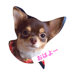 Coco.Nana - Stiker LINE | LINE STORE