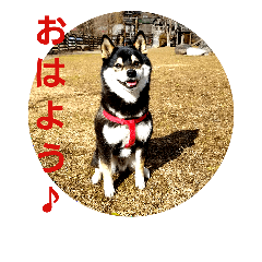 はちろう - LINE スタンプ | LINE STORE