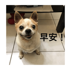 DoDo dog 2 – LINE stickers | LINE STORE