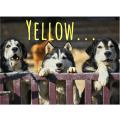 Home dogs – LINE stickers | LINE STORE