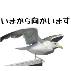 ASA_20250608151620 – LINE stickers | LINE STORE